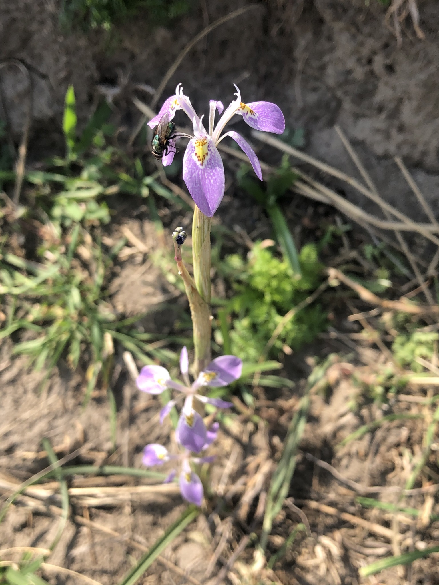 Moraea simulans Baker