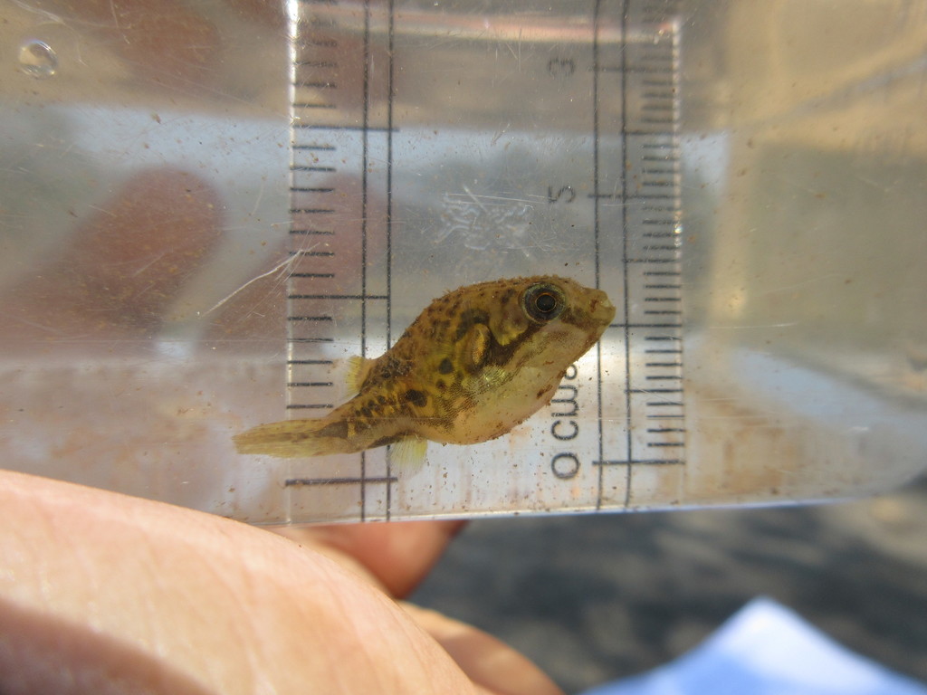 Dwarf Malabar Puffer (Carinotetraodon imitator) - Marine Life ...