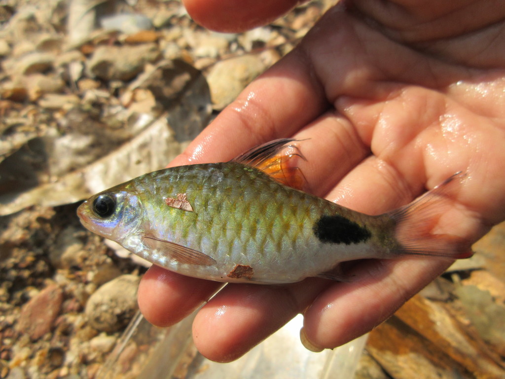 Mascara Barb in February 2020 by sumanjumani · iNaturalist