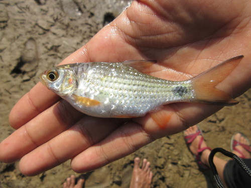 Systomus subnasutus · iNaturalist