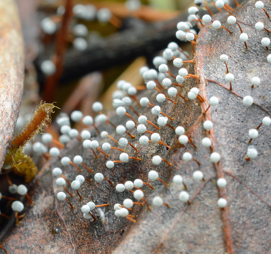 Didymium iridis (protozoans of the USA) · iNaturalist
