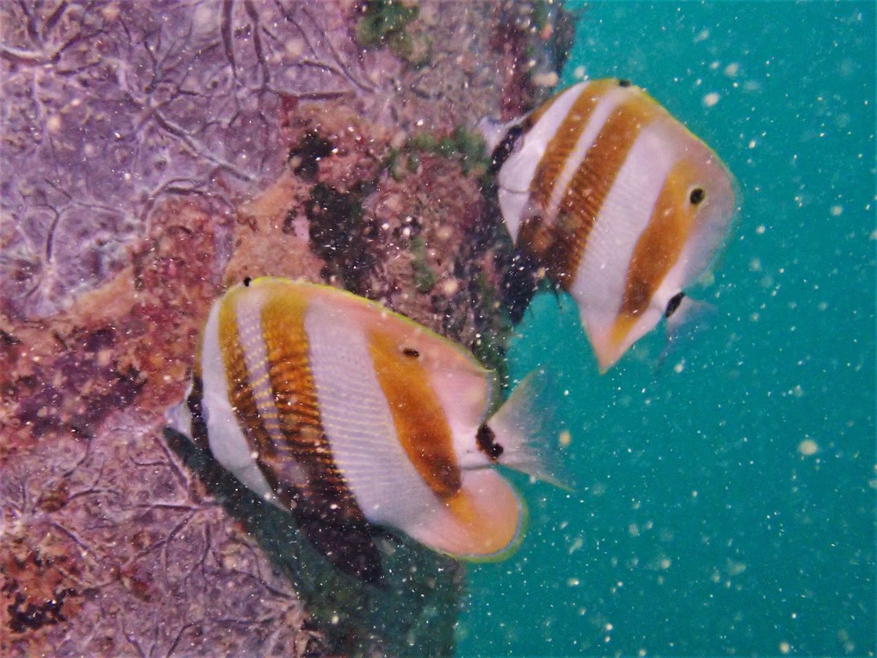 Coradion chrysozonus (Cuvier, 1831)