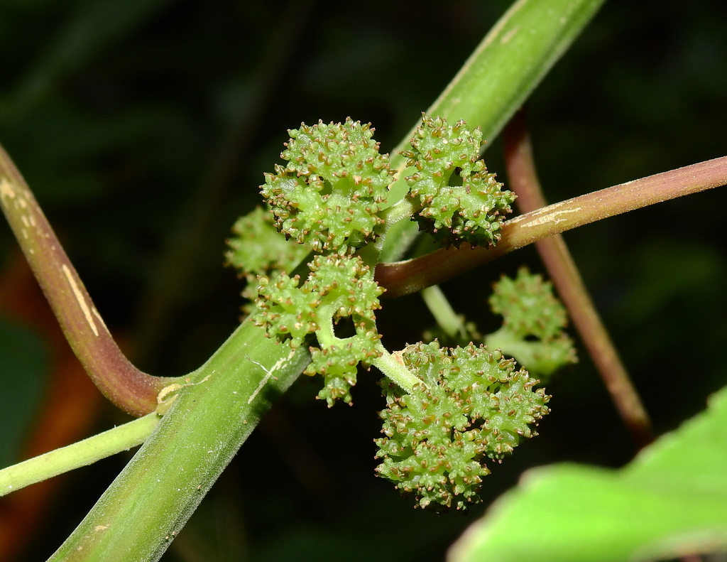 flameberry (Urera caracasana) - Botanical Realm