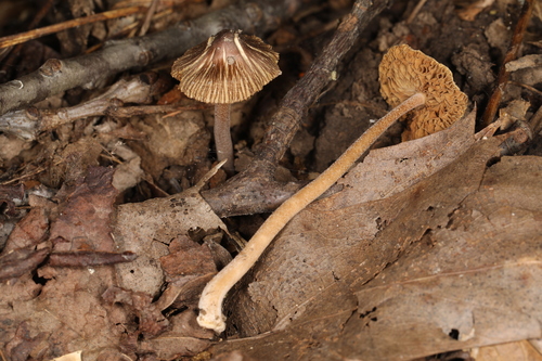 Inocybe phaeodisca · NaturaLista Colombia