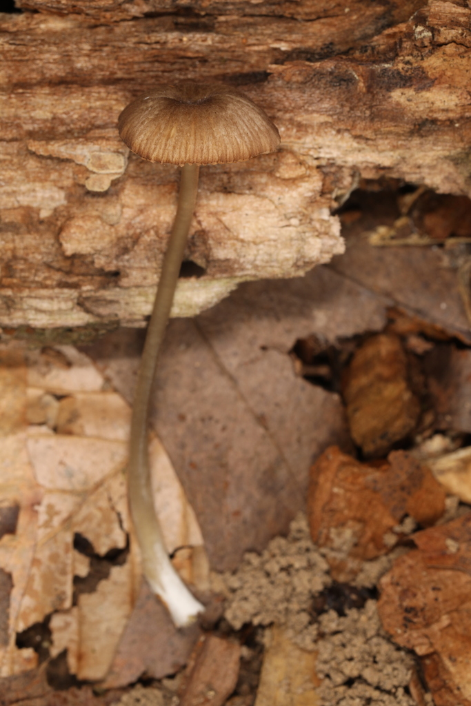 Leptonia from Union Co., Indiana, USA on August 15, 2020 by John ...