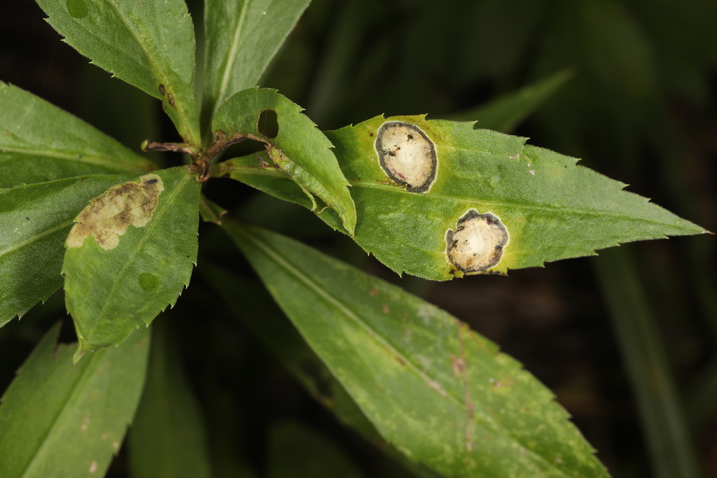 Asteromyia Gall Midge Fungus from Mounds State Recreation Area, Indiana ...