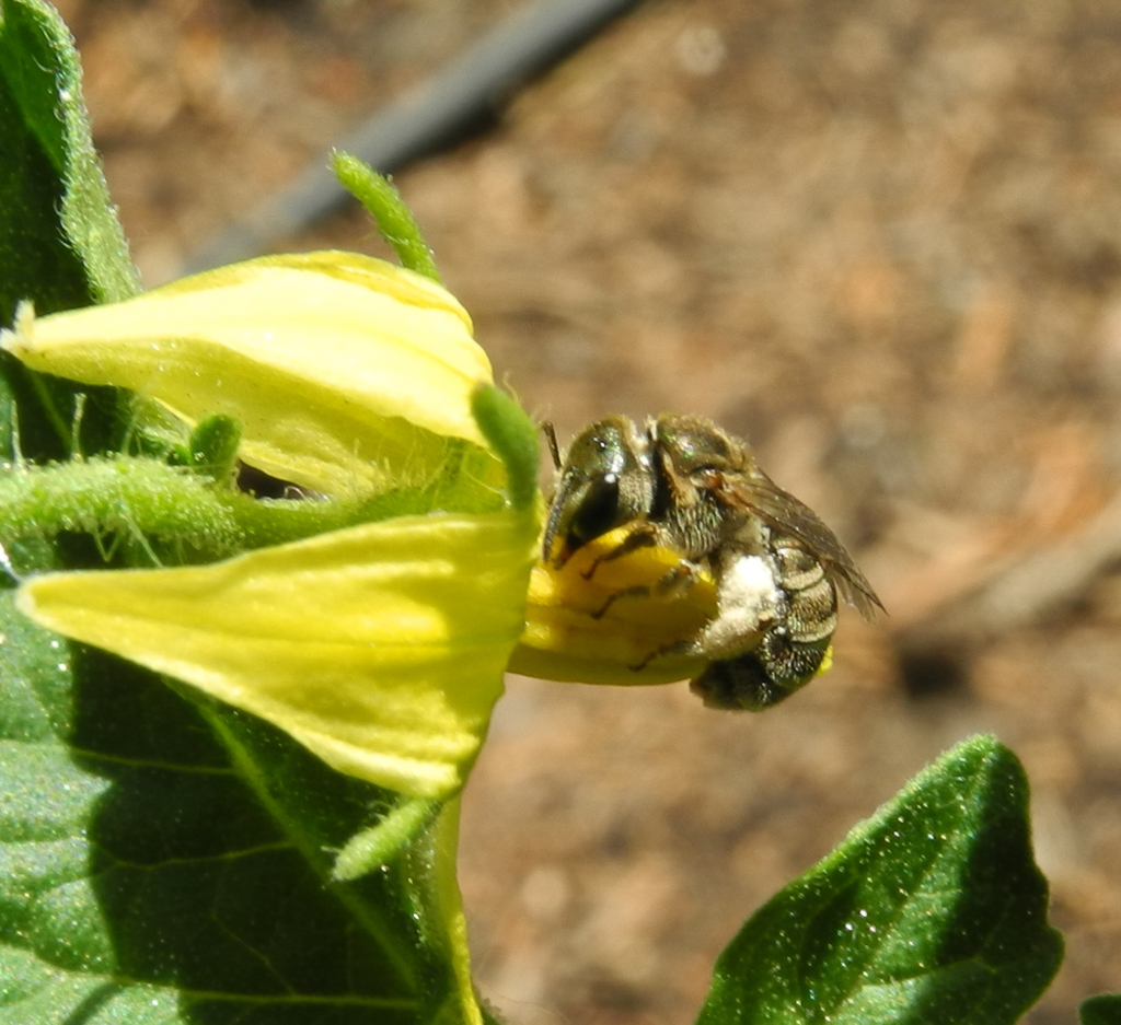 Tripartite Sweat Bee from Chico, CA, USA on June 9, 2013 at 12:55 PM by ...