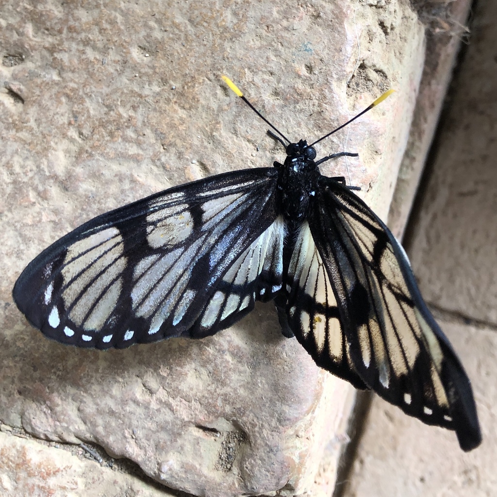 Butterflies and Moths from Yantzaza, Zamora Chinchipe, EC on November ...