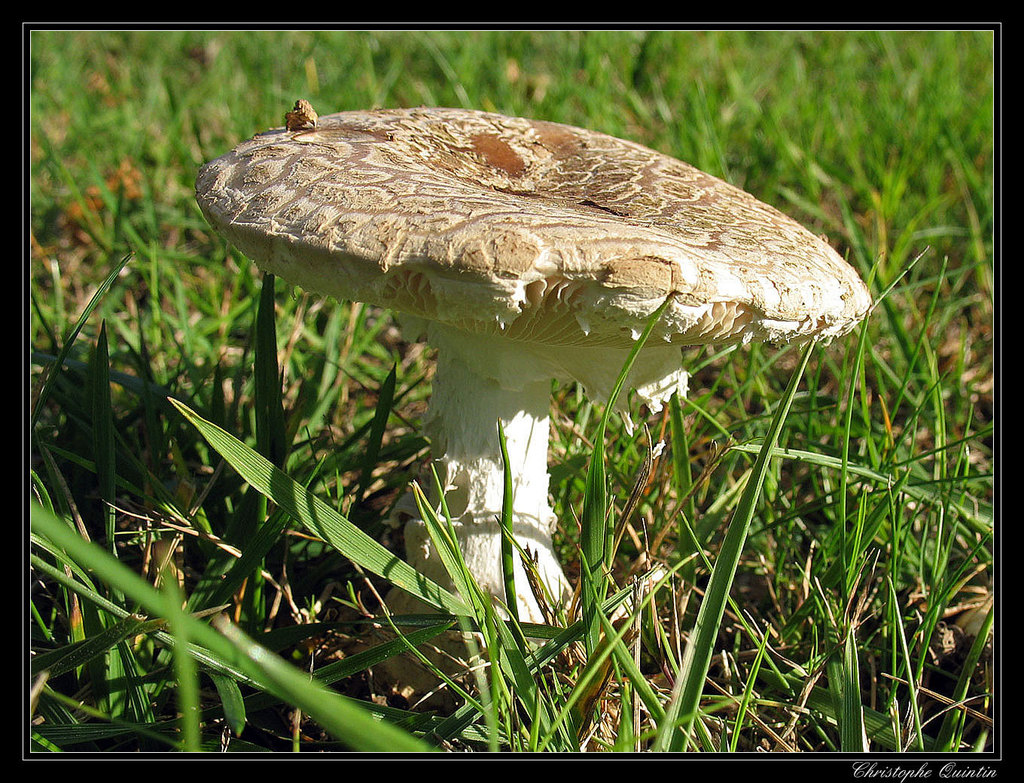 European Pine Cone Lepidella (Fungi of southern Africa) · iNaturalist