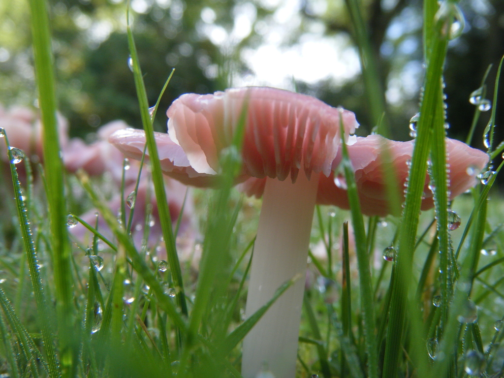 Pink Waxcap (Common Fungi of Redwood Regional Park) · iNaturalist
