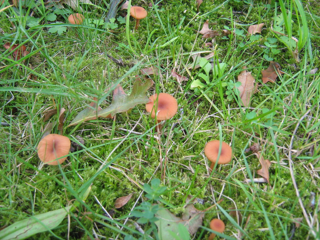 Hygrocybe helobia (Common lichens and fungi of the Maine coast ...