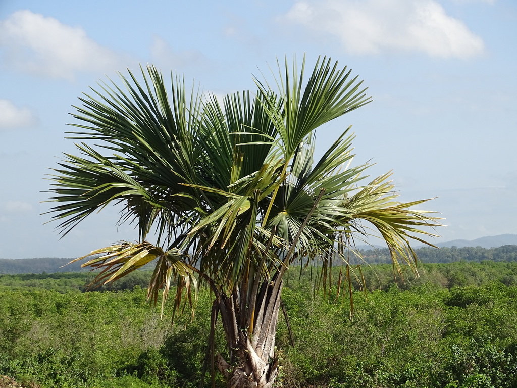 gebang palm (Corypha utan) - Botanical Realm