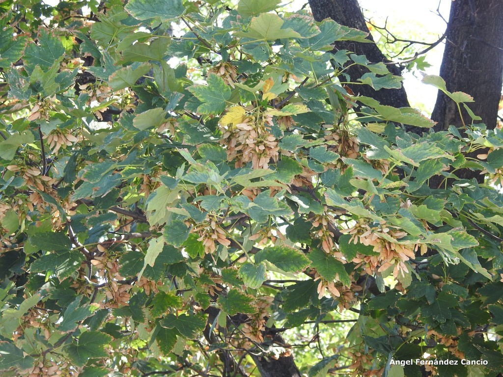 sycamore maple from Budapest, Tabán, Hungría on August 19, 2018 at 10: ...