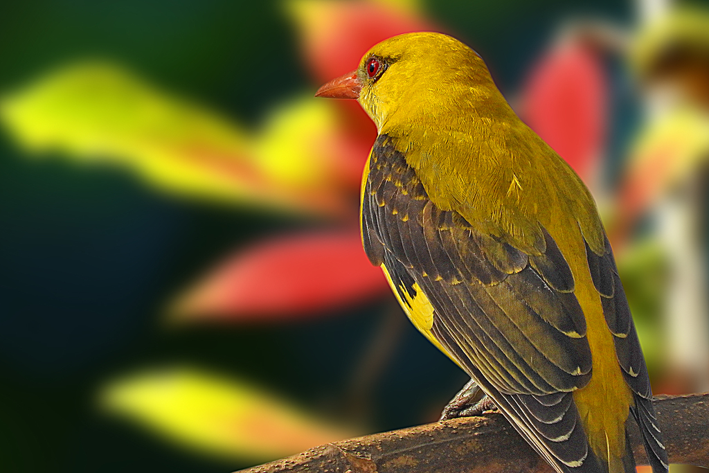Indian Golden Oriole from Kumaranalloor, Kottayam, Kerala, India on ...