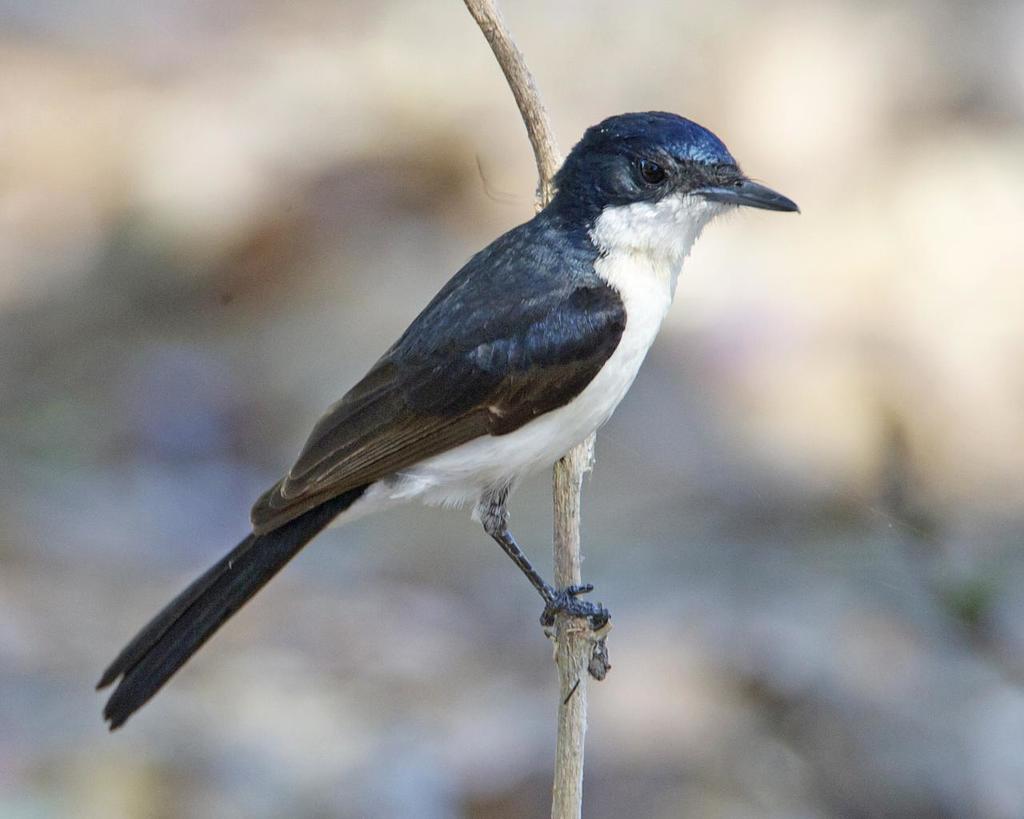 Restless Flycatcher (Life at Liptrap) · iNaturalist