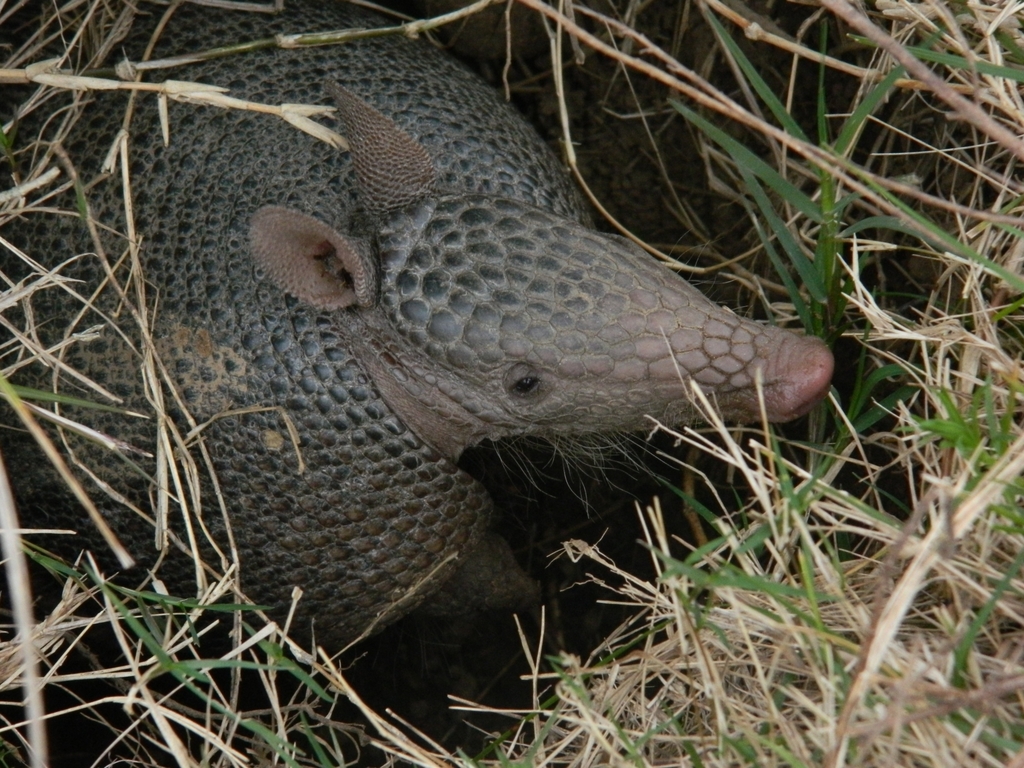 Southern Long-nosed Armadillo in September 2020 by Sofía González ...