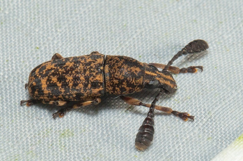 Basitropis platypus from Fraser's Hill, Pahang, Malaysia on July 5 ...