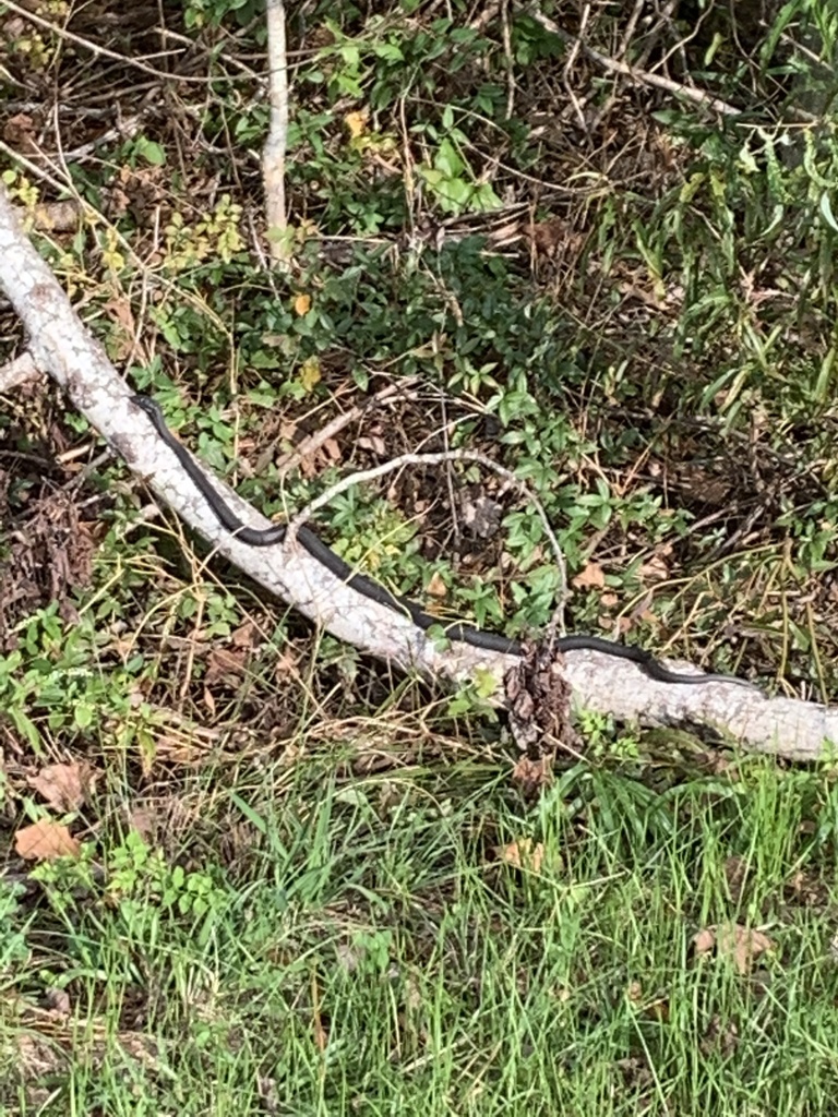 Colubrine Snakes from S Belvedere Dr, Hampstead, NC, US on October 21 ...