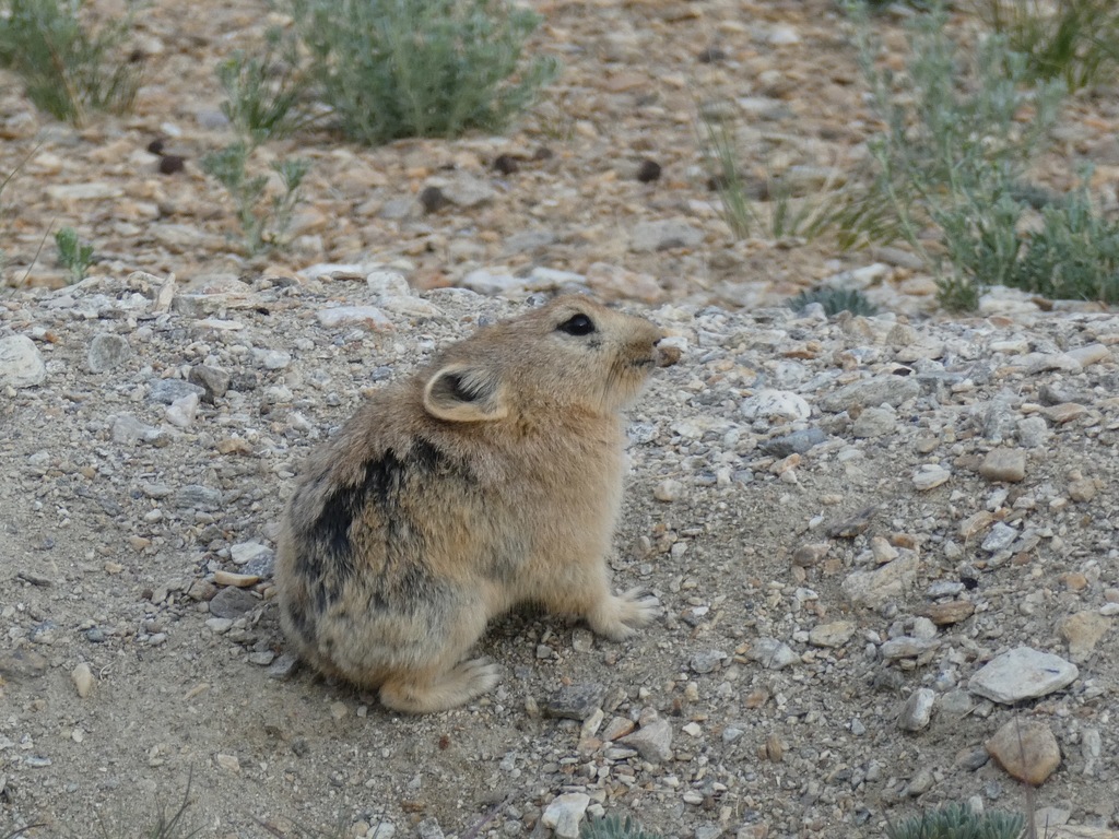 Ladak Pika (Ochotona ladacensis) - Know Your Mammals