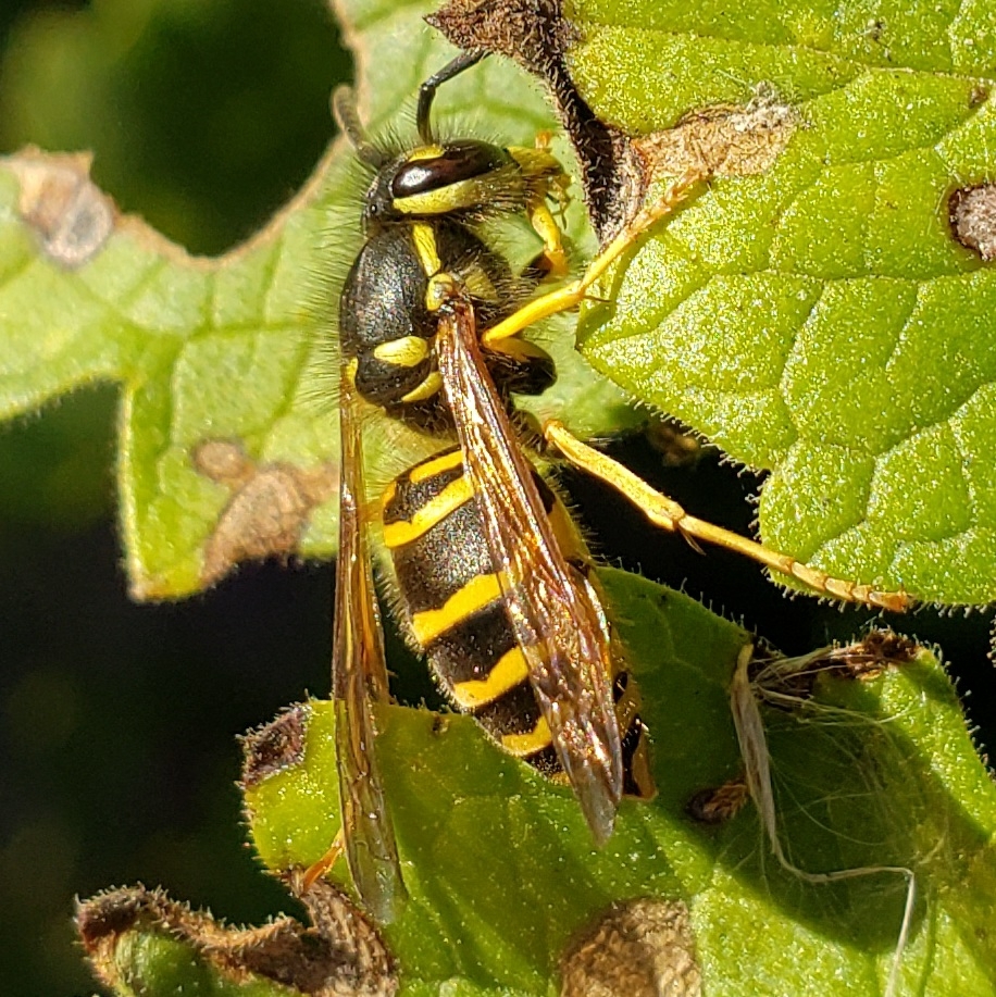Quick flow chart so y’all can stop asking. : r/bees