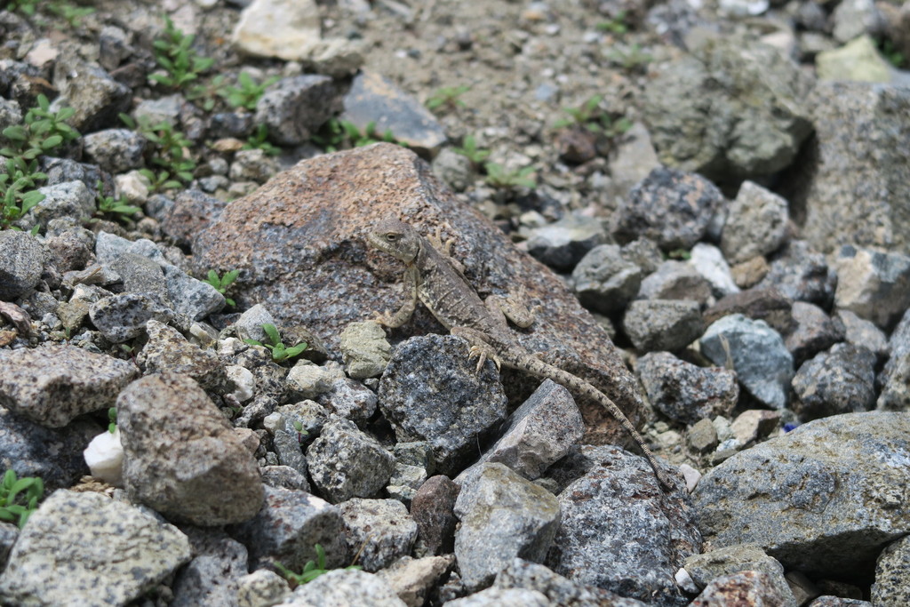 Reticulated toad-headed agama from Hanle 194404 on August 4, 2019 at 11 ...