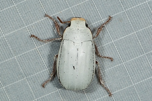 Cyphochilus rohingyae · iNaturalist