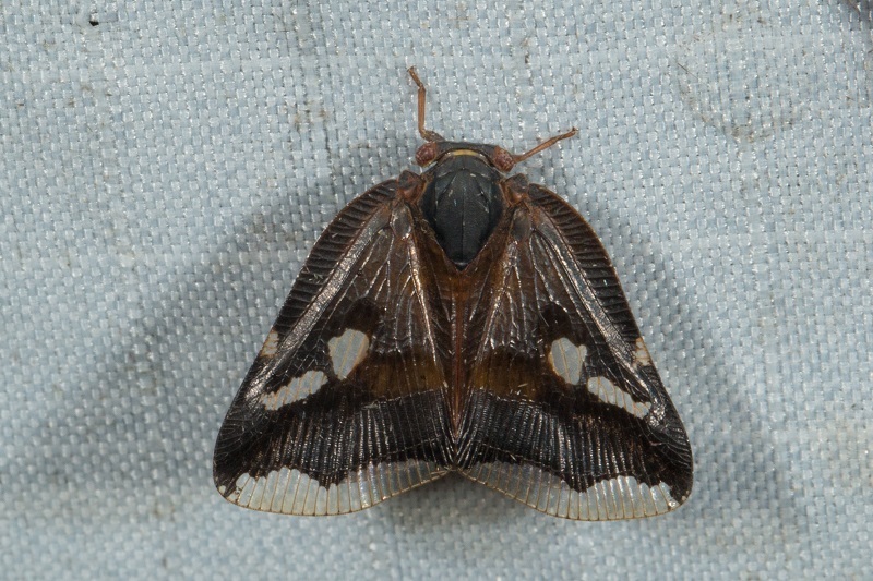 Black planthopper from Fraser's Hill, Pahang, Malaysia on April 30 ...