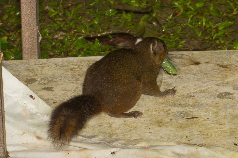 Asian Red-cheeked Squirrel from Fraser's Hill, Pahang, Malaysia on ...