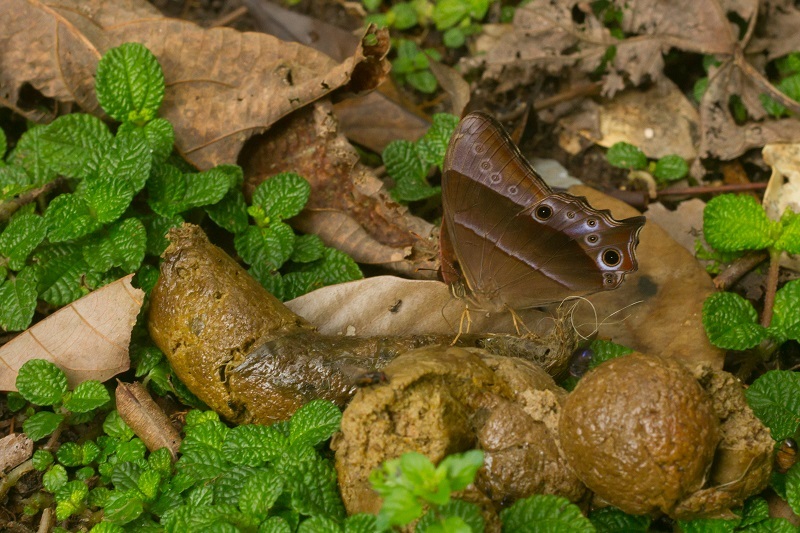 Lethe vindhya (Felder, 1859)