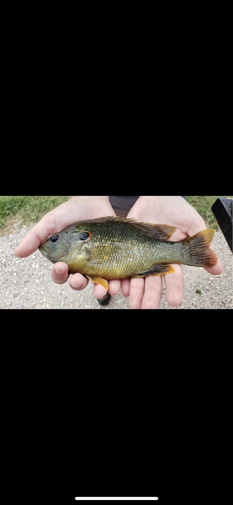 Green × Redear Sunfish from Lake Arcadia, Edmond, OK, US on November 4 ...