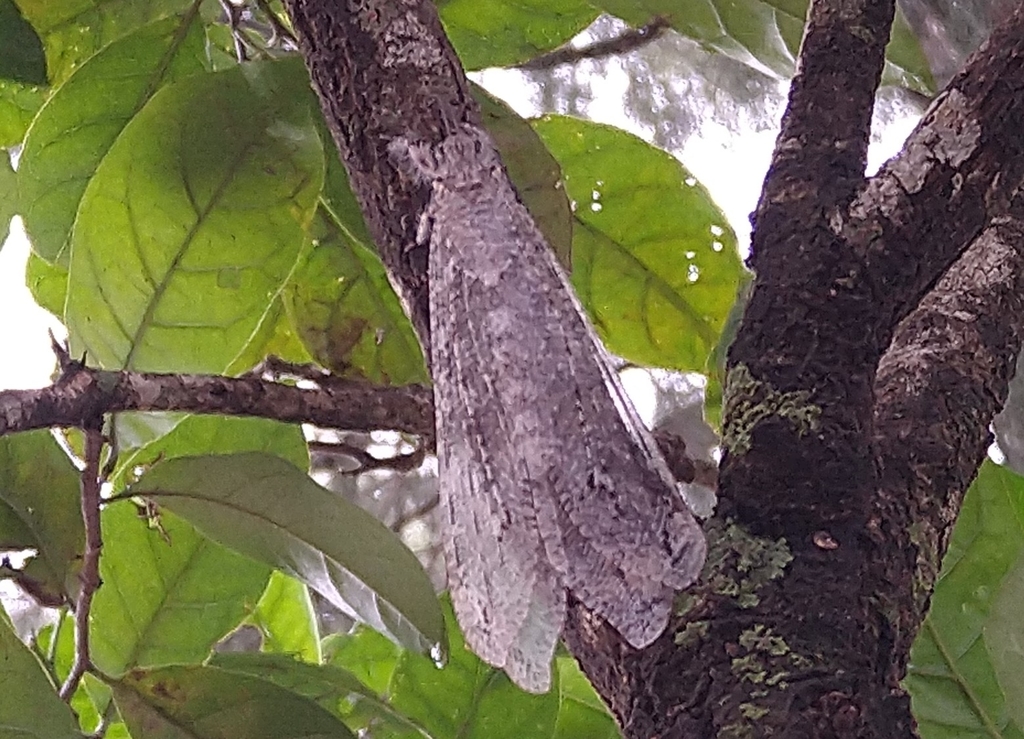 Vella fallax from Magmantic, Tzimol, Chis., México on November 1, 2020 ...
