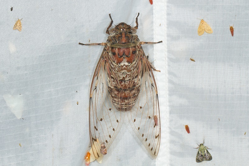 Empress Cicada from Fraser's Hill, Pahang, Malaysia on February 28 ...