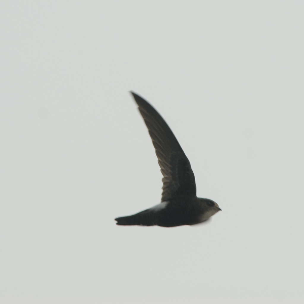 Fork-tailed Swift (Birds of Timor-Leste) · iNaturalist