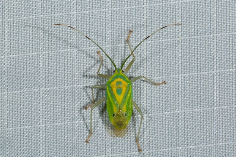 Urolabida histrionica from Fraser's Hill, Pahang, Malaysia on June 17 ...