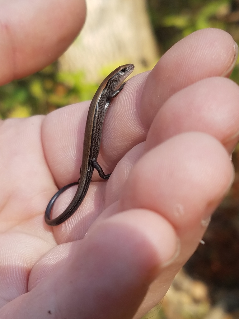 Little Brown Skink from Sarcoxie, KS, USA on October 10, 2020 at 12:21 ...