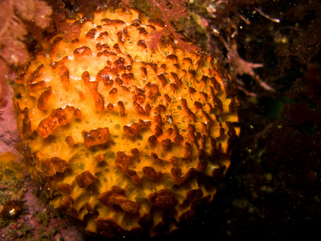orange puffball sponge (Rocky Intertidal Species Southern California ...