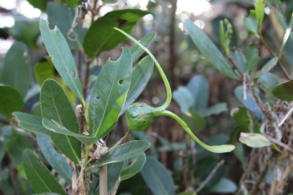 Mangle prieto desde 16000 W Fort Island Trail, Crystal River, FL 34429 ...