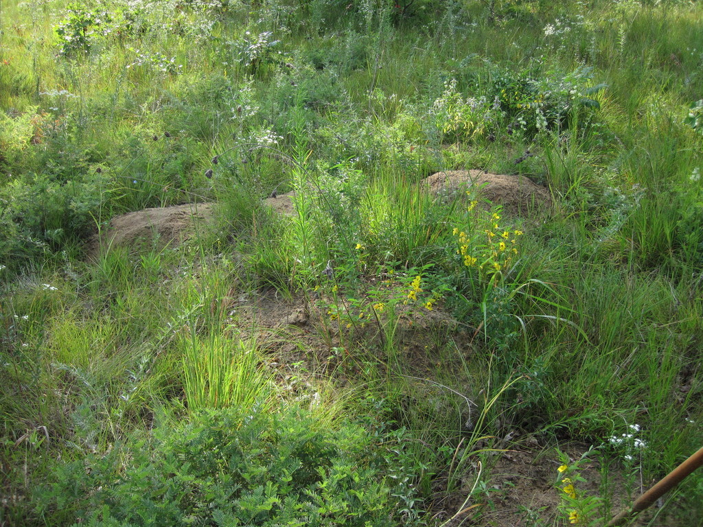 Illinois Pocket Gopher (Geomys bursarius illinoensis) - Know Your Mammals