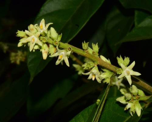 Genus Forsteronia · iNaturalist