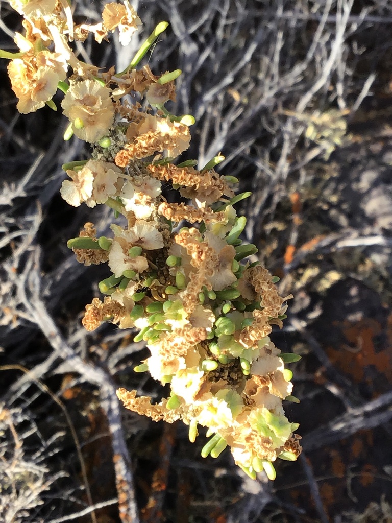 Greasewood Family (Sarcobataceae) - Botanical Realm