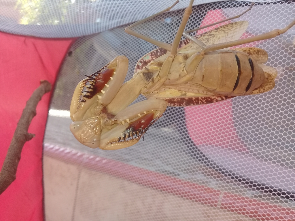 Timor Giant Mantis from Sikumana on November 05, 2020 at 02:52 AM by ...