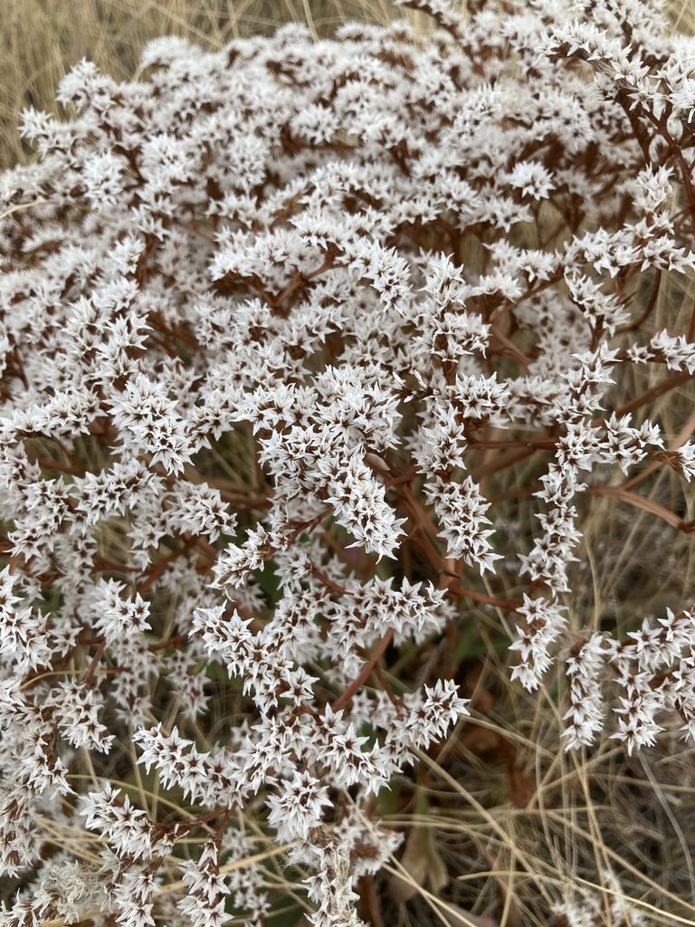 German Statice from Highway 36, Newell County No. 4, AB, CA on November ...