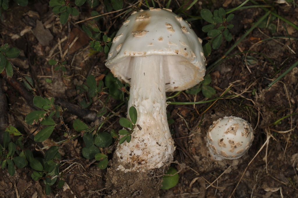 Golden Threads Lepidella from Lincoln State Park, Indiana, USA on ...