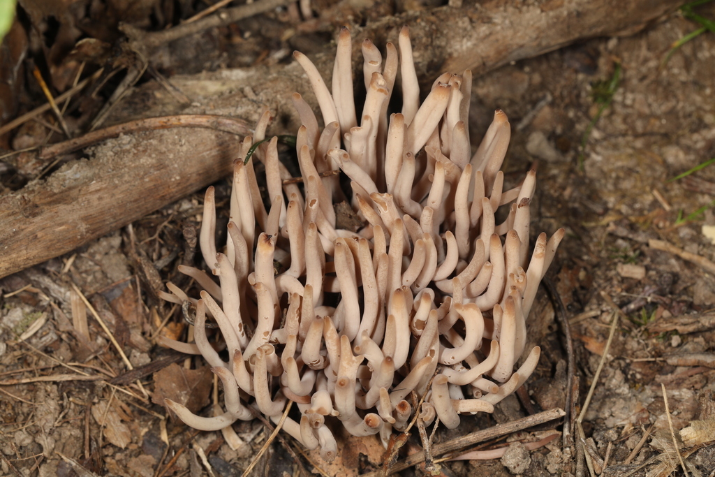 Smoky Spindles from Versailles State Park, Johnson Twp., Ripley Co ...