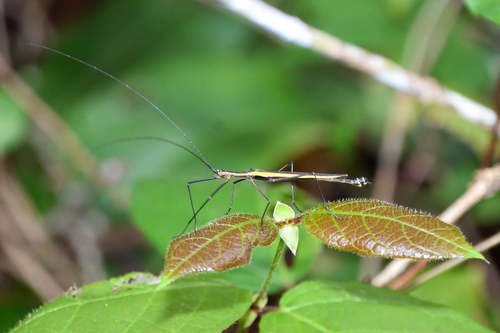 Paraphasma sooretama · iNaturalist