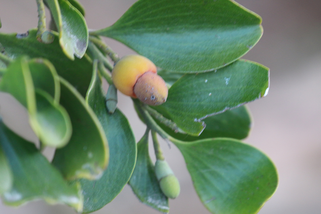 Broad Leaved Native Cherry from Cape Pallarenda Road, Graves Circuit ...