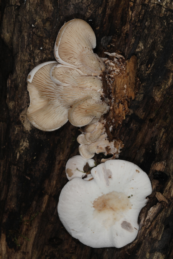 Lentinellus brunnescens from Shades State Park, Waveland, Indiana, USA ...