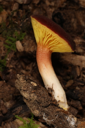 Phylloporus bellus · Naturalista Costa Rica