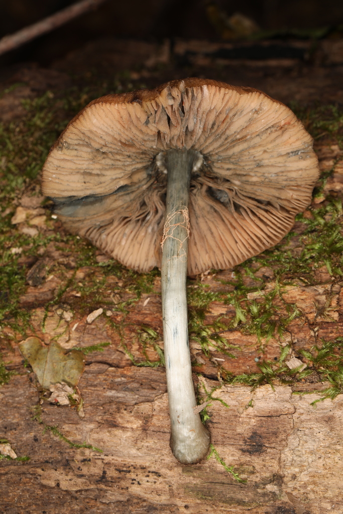 Pluteus americanus from Mccormick's Creek State Park, Spencer, Indiana ...