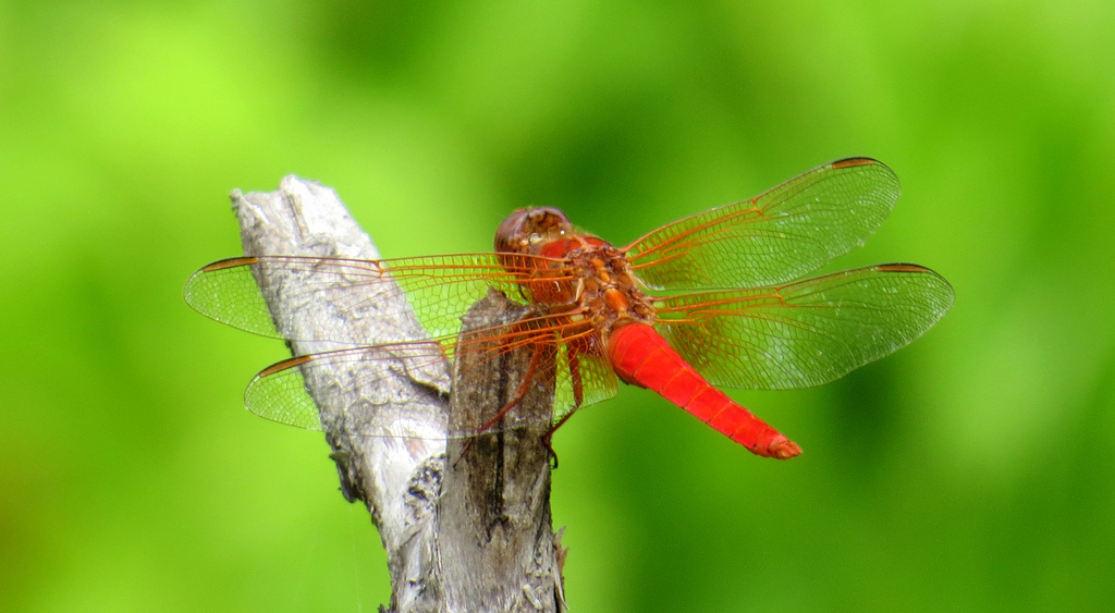 Neon Skimmer from Bastrop State Park on July 31, 2014 by Michael D Fox ...